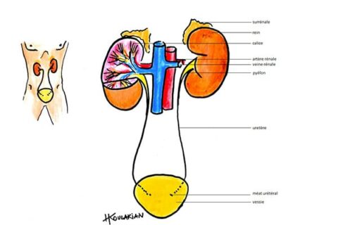Imagerie urologique - CIMOP